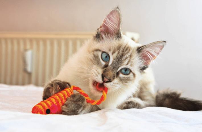 8 Best Cat Toys For Indoor Cats Updated 2018 Pawsome Kitty