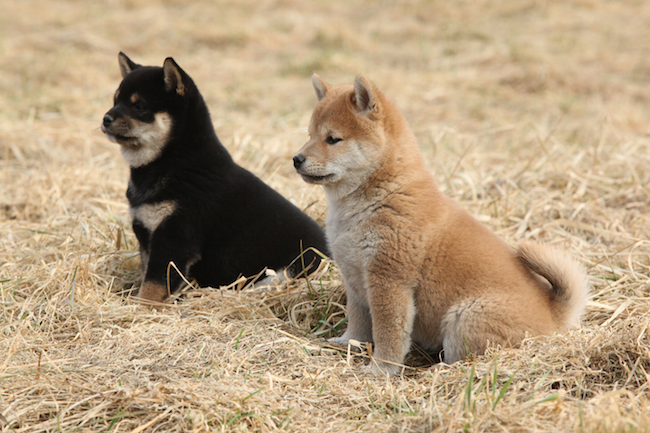 10 Dogs That Look Like Teddy Bears Pawversity