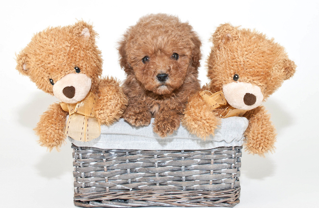 10 Dogs That Look Like Teddy Bears Pawversity