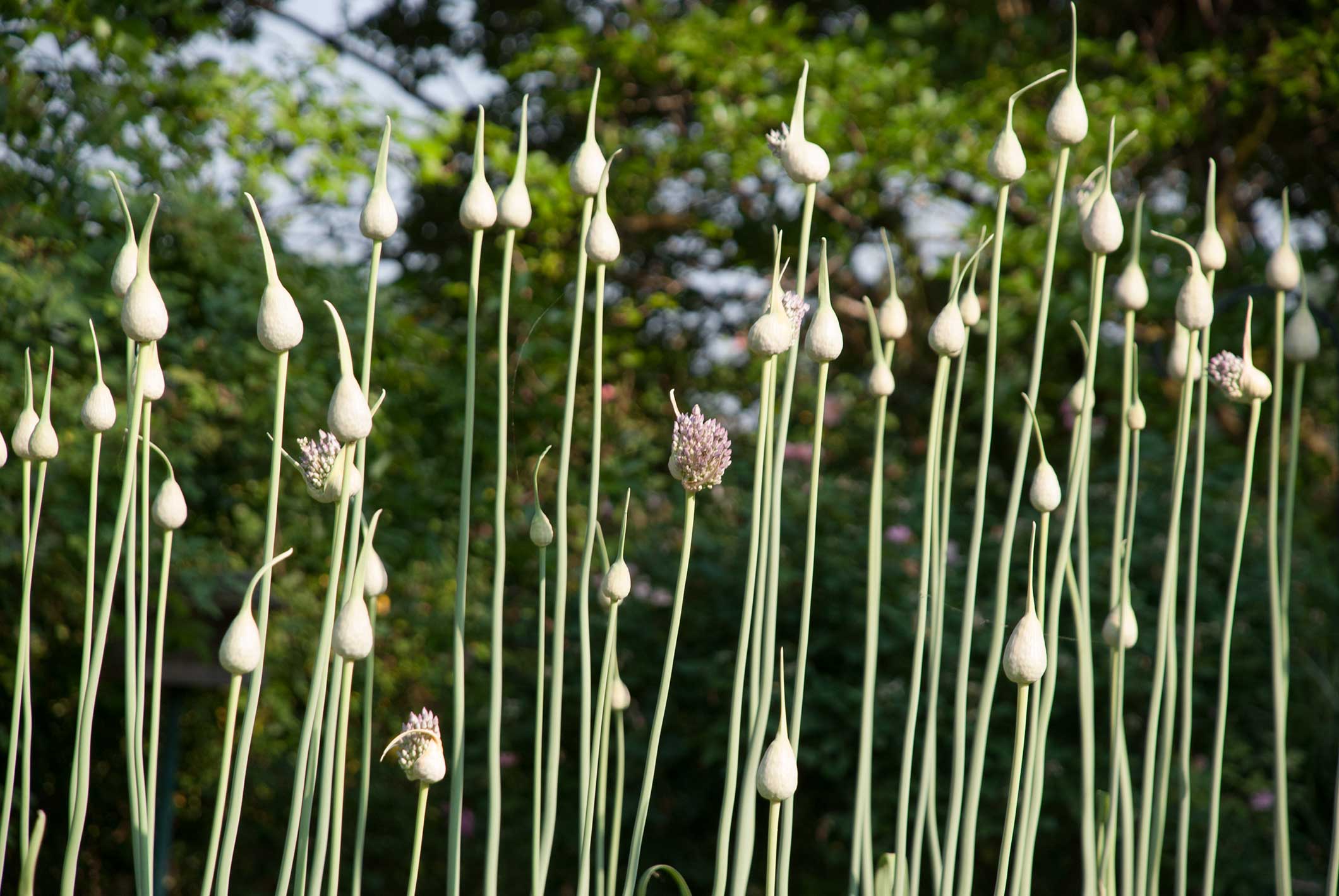 How To Grow Garlic