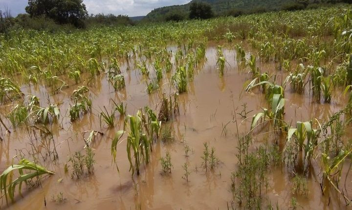 Lluvias Dejan Pérdidas De 6 En Cosecha De Maíz En El Estado De México