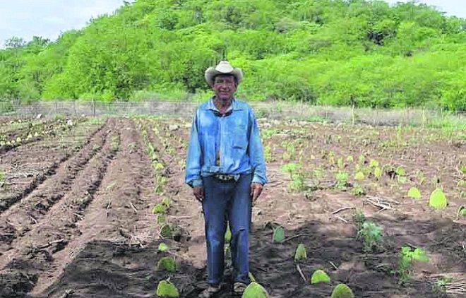 Producen Nopal En Tierras De La Zona Norte De Sinaloa • Panorama Agrario