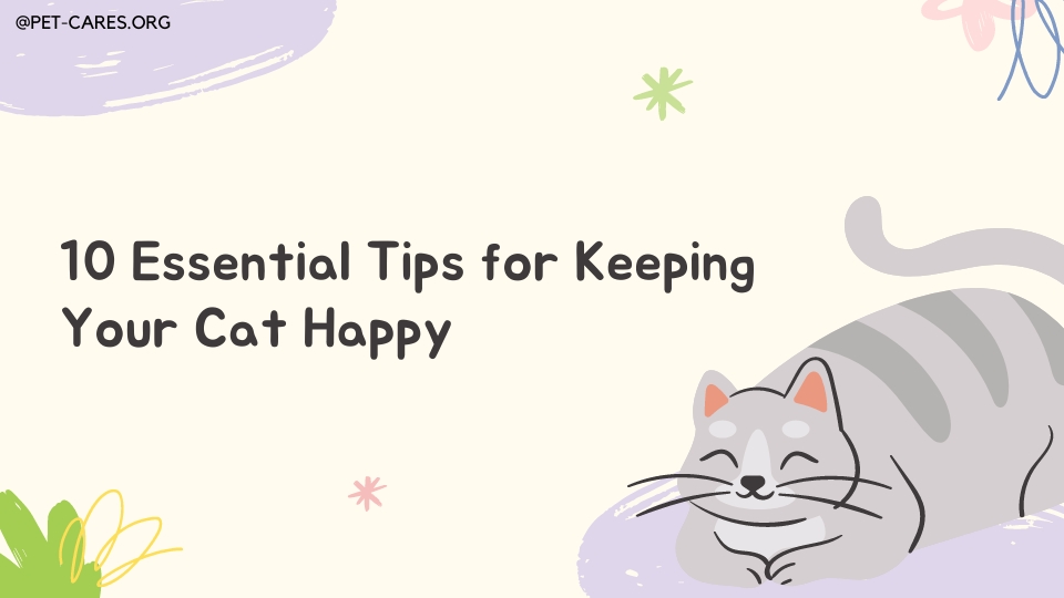 10 Essential Tips For Keeping Your Cat Happy And Healthy