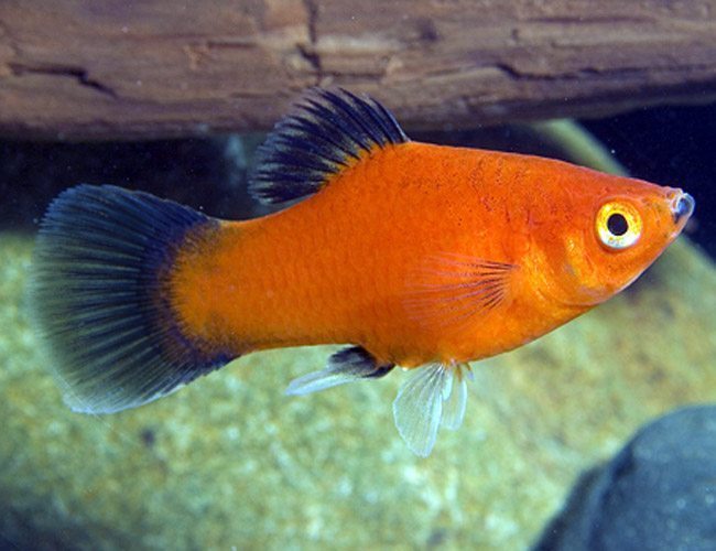 Nome Para Peixe 1000 Ideias Para Escolher O Nome Do Seu Peixe