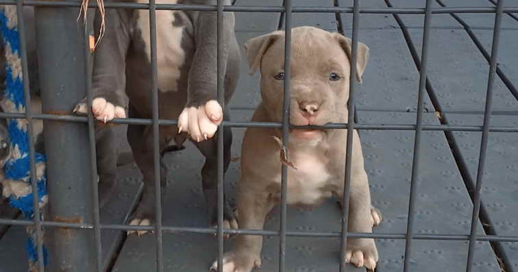 Adopt Pit Bull Puppy Petsidi