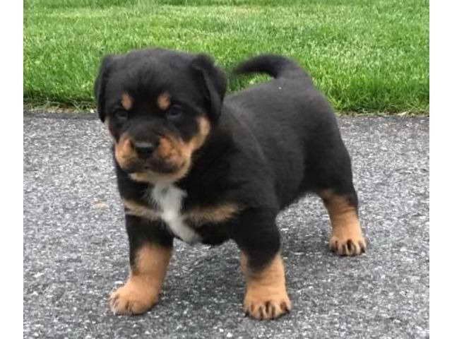 Free Rottweiler Puppies For Adoption 2023