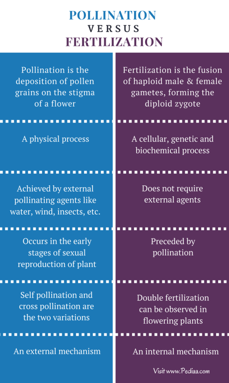 Difference Between Pollination And Fertilization Definition