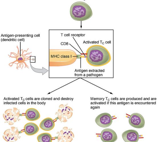 Difference Between Humoral And Cell Mediated Immunity Definition