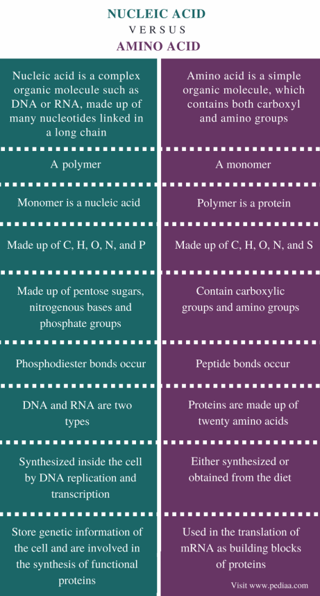 Difference Between Nucleic Acid And Amino Acid Definition Structure