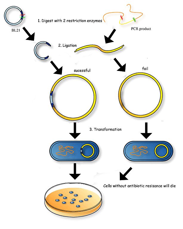 How Are Restriction Enzymes Used To Make Recombinant Dna Pediaacom