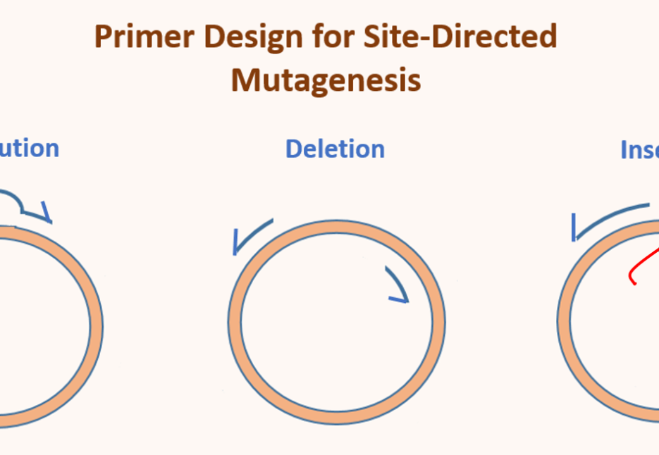 How To Design Primers For Site Directed Mutagenesis Pediaacom