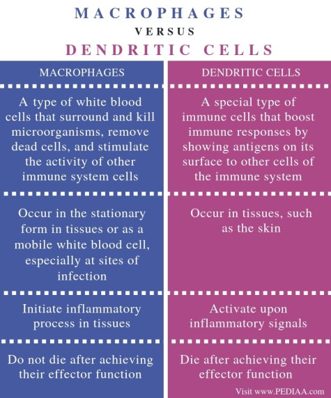 What Is The Difference Between Macrophages And Dendritic Cells Pediaacom