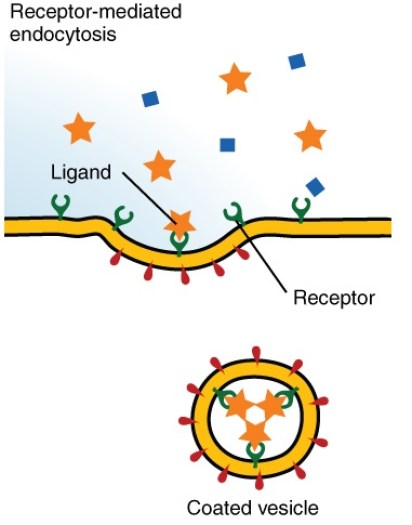 What Is The Difference Between Pinocytosis And Receptor Mediated