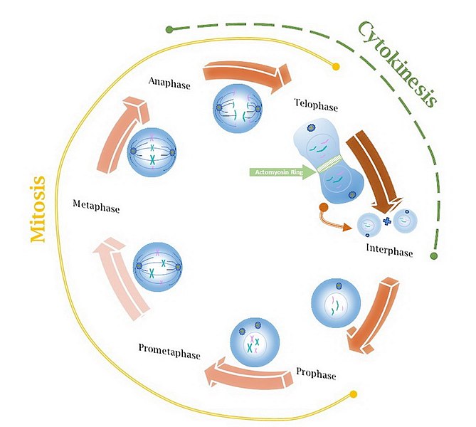 What Is The Difference Between Cell Proliferation And Cell