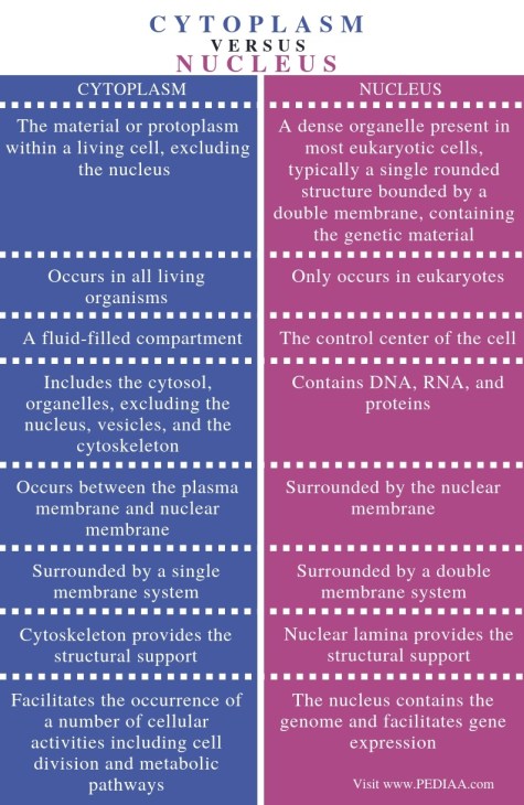 What Is The Difference Between Cytoplasm And Nucleus Pediaacom