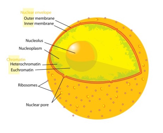 What Is The Difference Between Cytoplasm And Nucleus Pediaacom