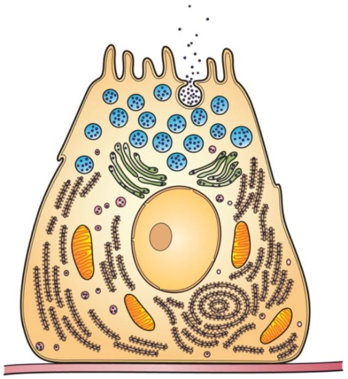 What Is The Difference Between Intracellular And Extracellular Enzymes