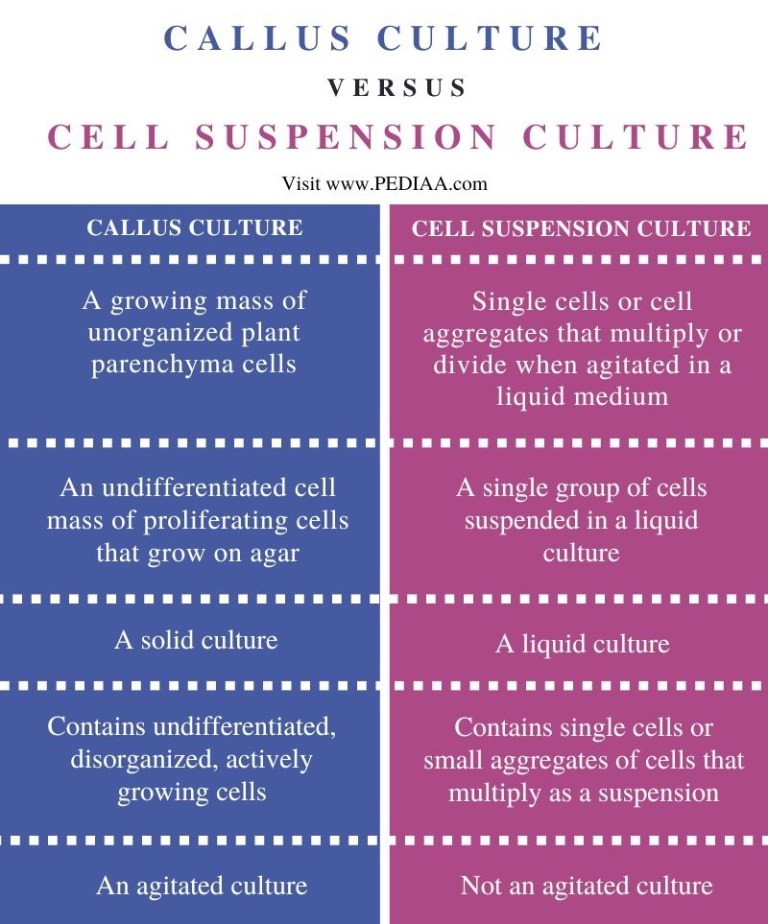 What Is The Difference Between Callus Culture And Cell Suspension