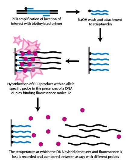 What Is The Difference Between Genotyping And Sequencing Pediaacom