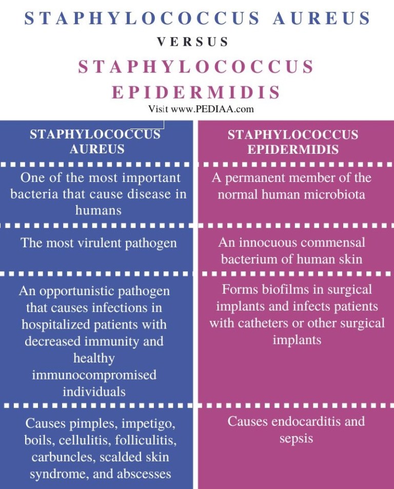 What Is The Difference Between Staphylococcus Aureus And Staphylococcus