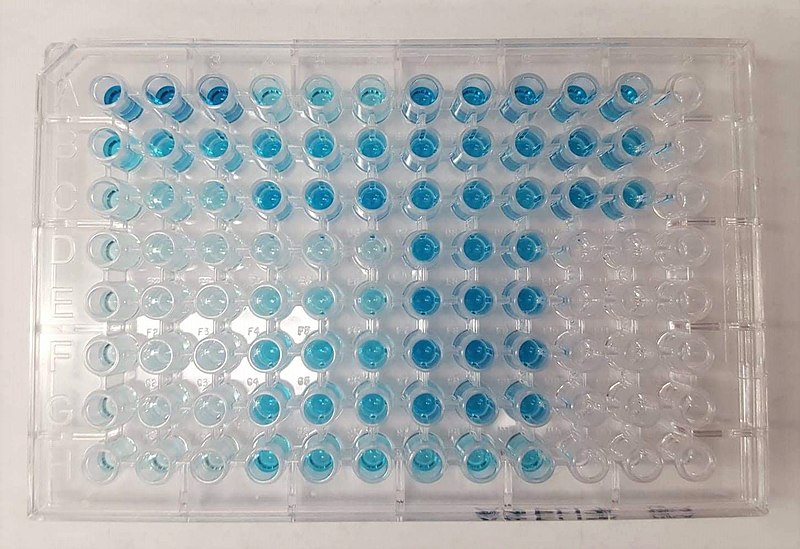 What Is The Difference Between Primary And Secondary Antibody Pediaacom