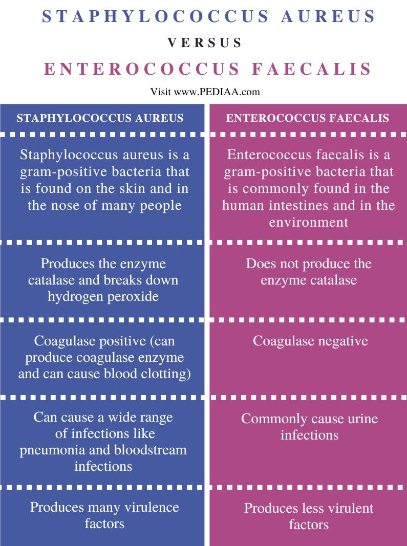 What Is The Difference Between Staphylococcus Aureus And Enterococcus