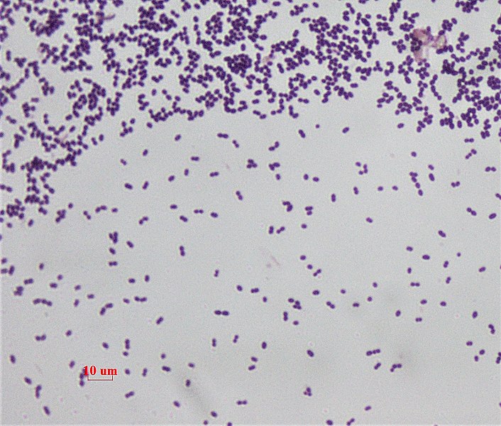 What Is The Difference Between Staphylococcus Aureus And Enterococcus