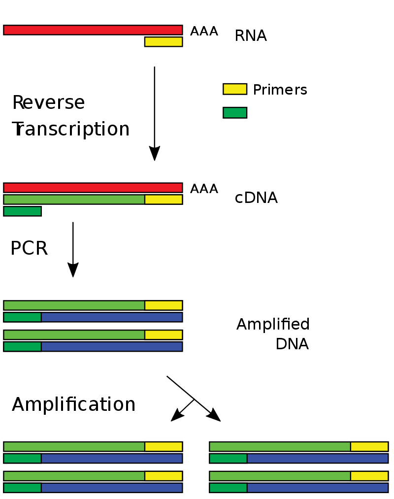 What Is The Difference Between Real Time And Reverse Transcriptase Pcr