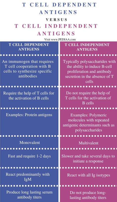 What Is The Difference Between T Cell Dependent And Independent