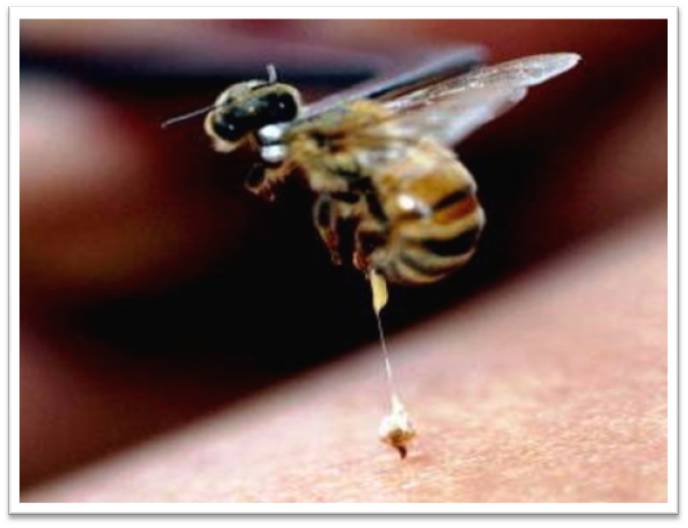 Why Do Bees Die After Stinging Periérgeia