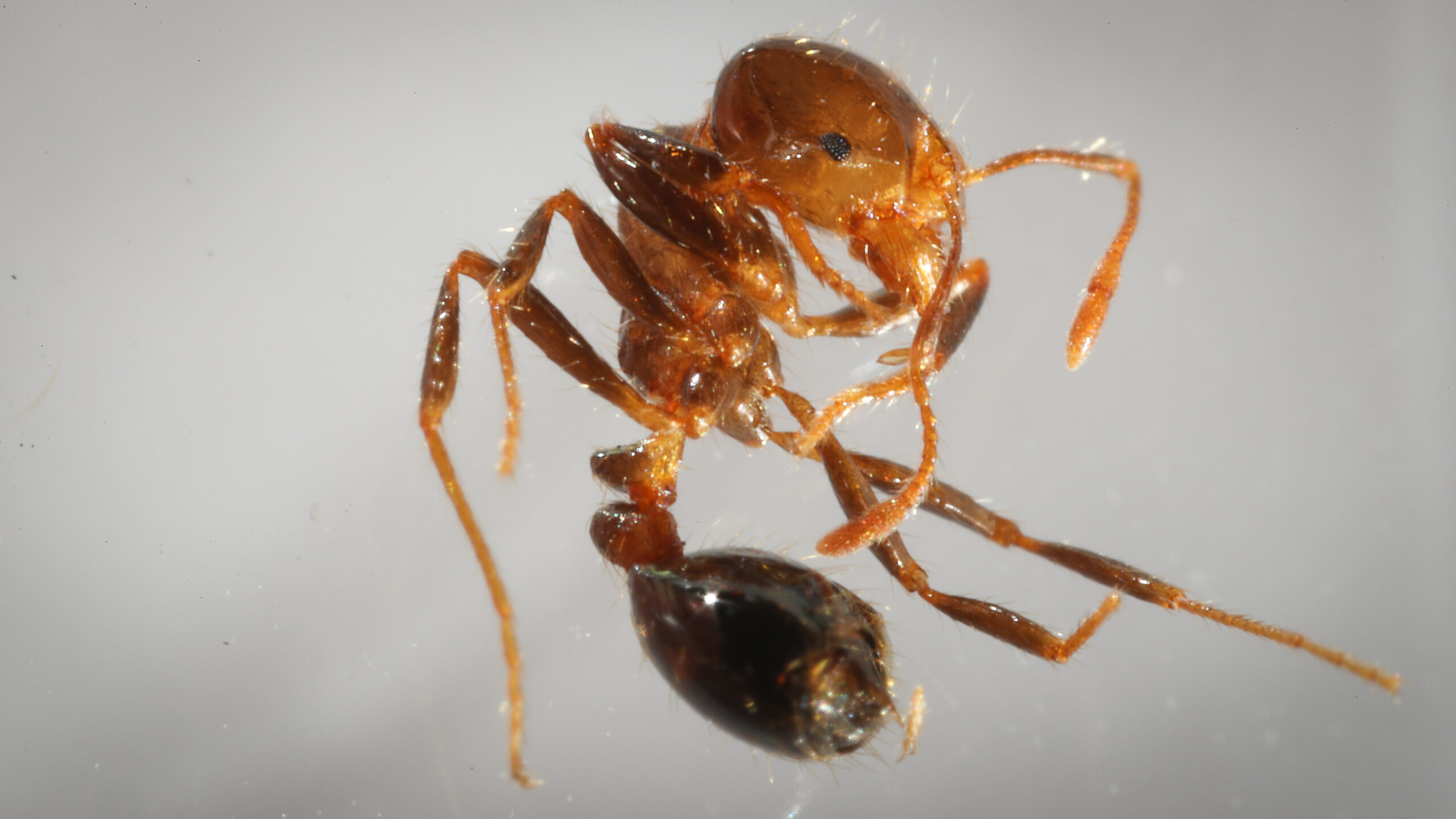 Japanese Ants Pest Phobia