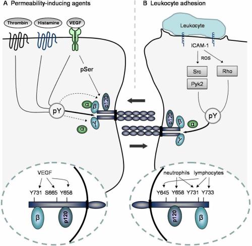 Integrins Cadherins Signaling And The Cytoskeleton Leaders In