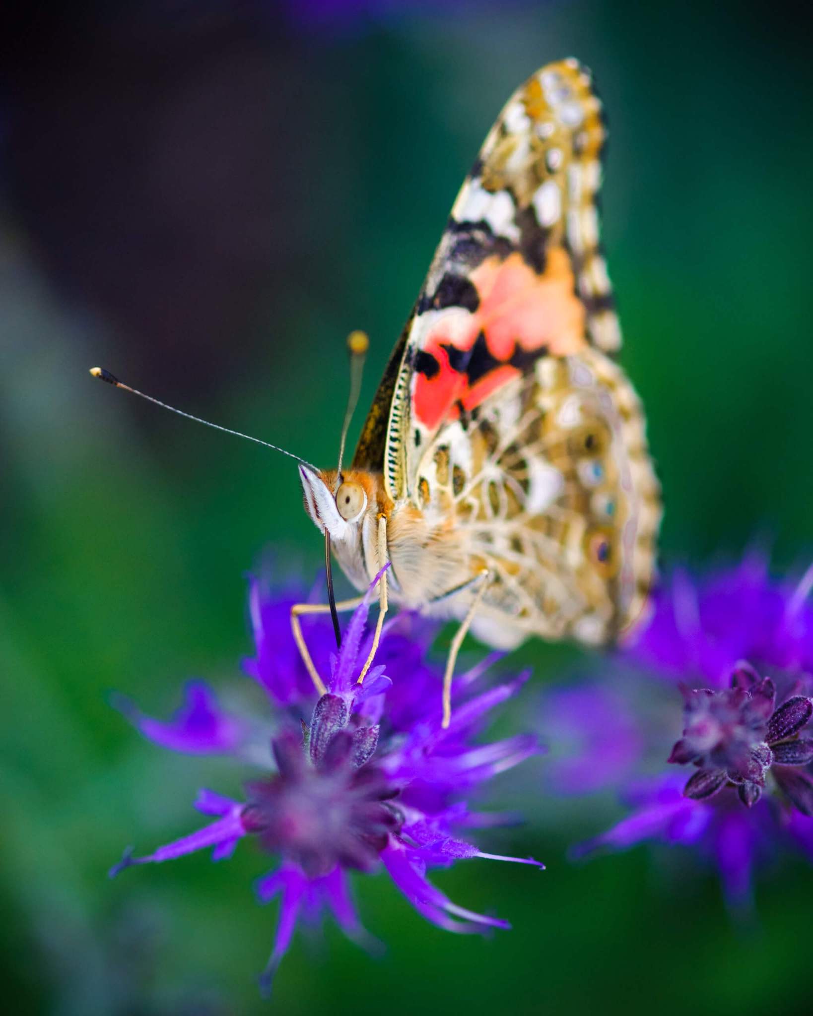 What Is Depth Of Field In Photography Photofocus