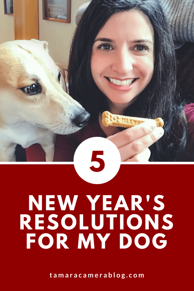 5 New Years Resolutions For My Dog Tamara Like Camera