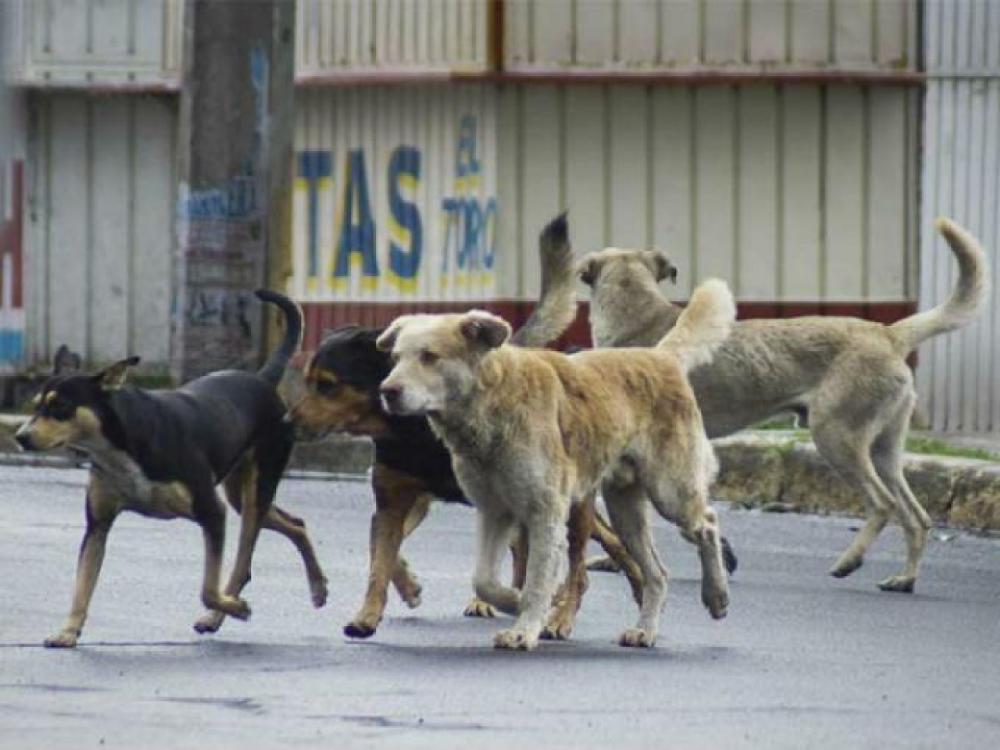 Perros Abandonados México Tiene El Primer Lugar En América Latina