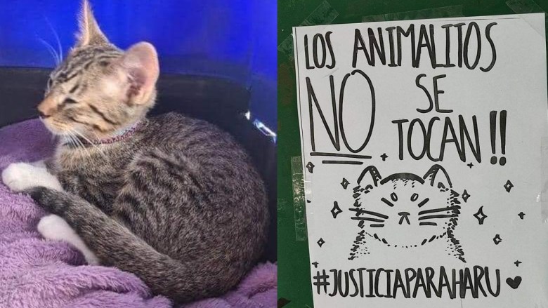 Justiciaparaharu Toman Cch Vallejo Por El Asesinato De Un Gatito