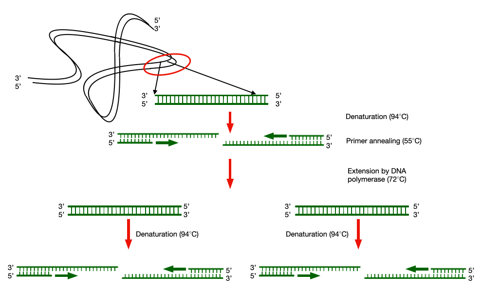 Pcr Principle Definition History Components And Applications