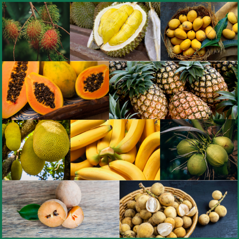 The Different Types Of Fruit Bearing Plants In The Philippines