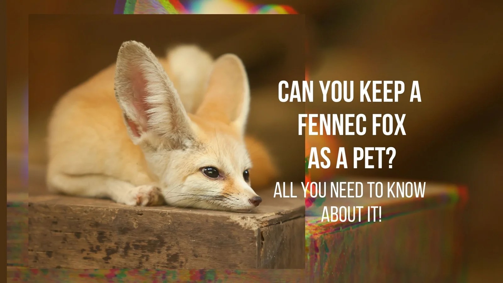 Can You Keep A Fennec Fox As A Pet All You Need To Know About It