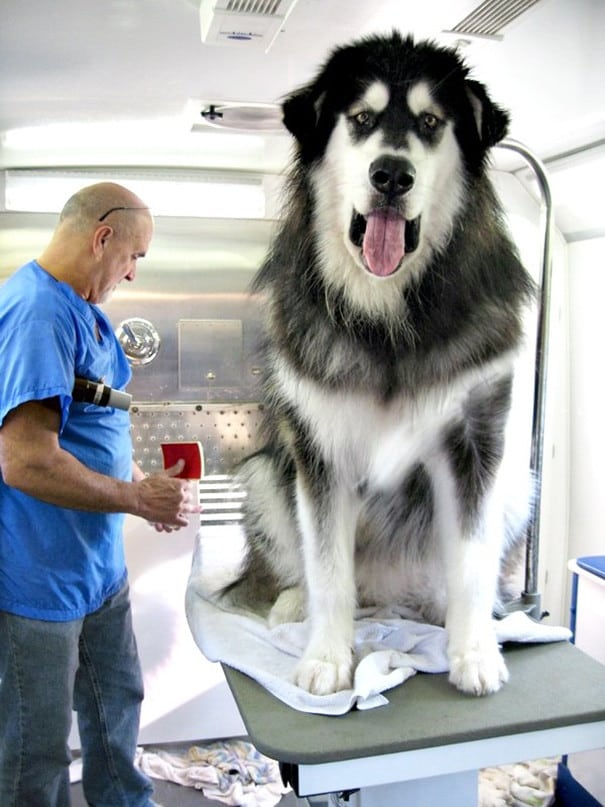 31 Super Sized Dogs Who Still Think Theyre Puppies