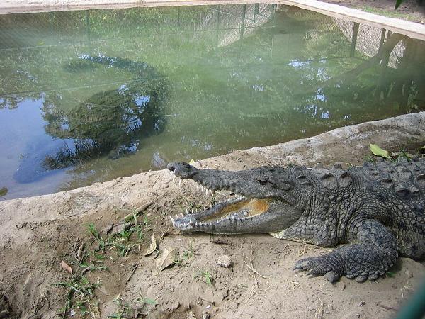 Zoo Pries Into Crocodile Sex Q Costa Rica