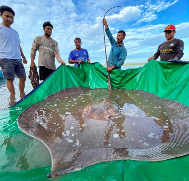 Ikan Air Tawar Terbesar Di Dunia Ditemukan Di Kamboja Utyfm Medari