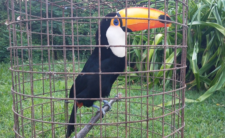 Recuperaron Animales En Cautiverio Y Los Trasladaron A Sus Hábitat En