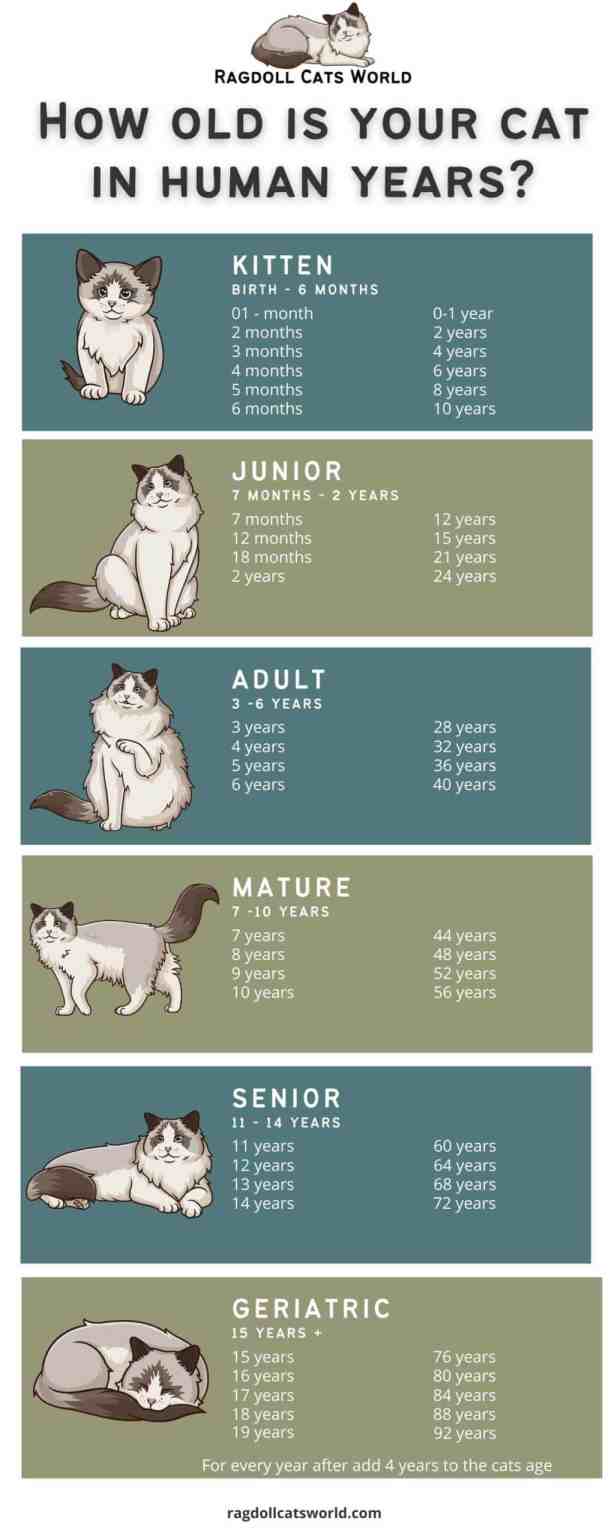 Cat Years To Human Years Age Chart Ragdoll Cats World