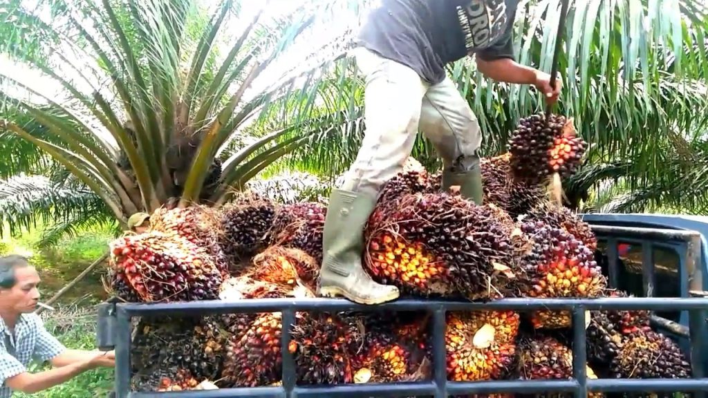 Mesin Panen Kelapa Sawit Ramesia Mesin Indonesia