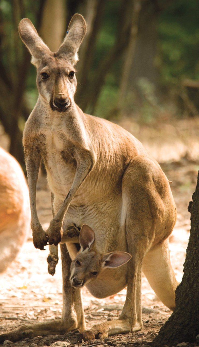 Many Animals Carry Their Babies To Keep Them Safe Nwf Ranger Rick