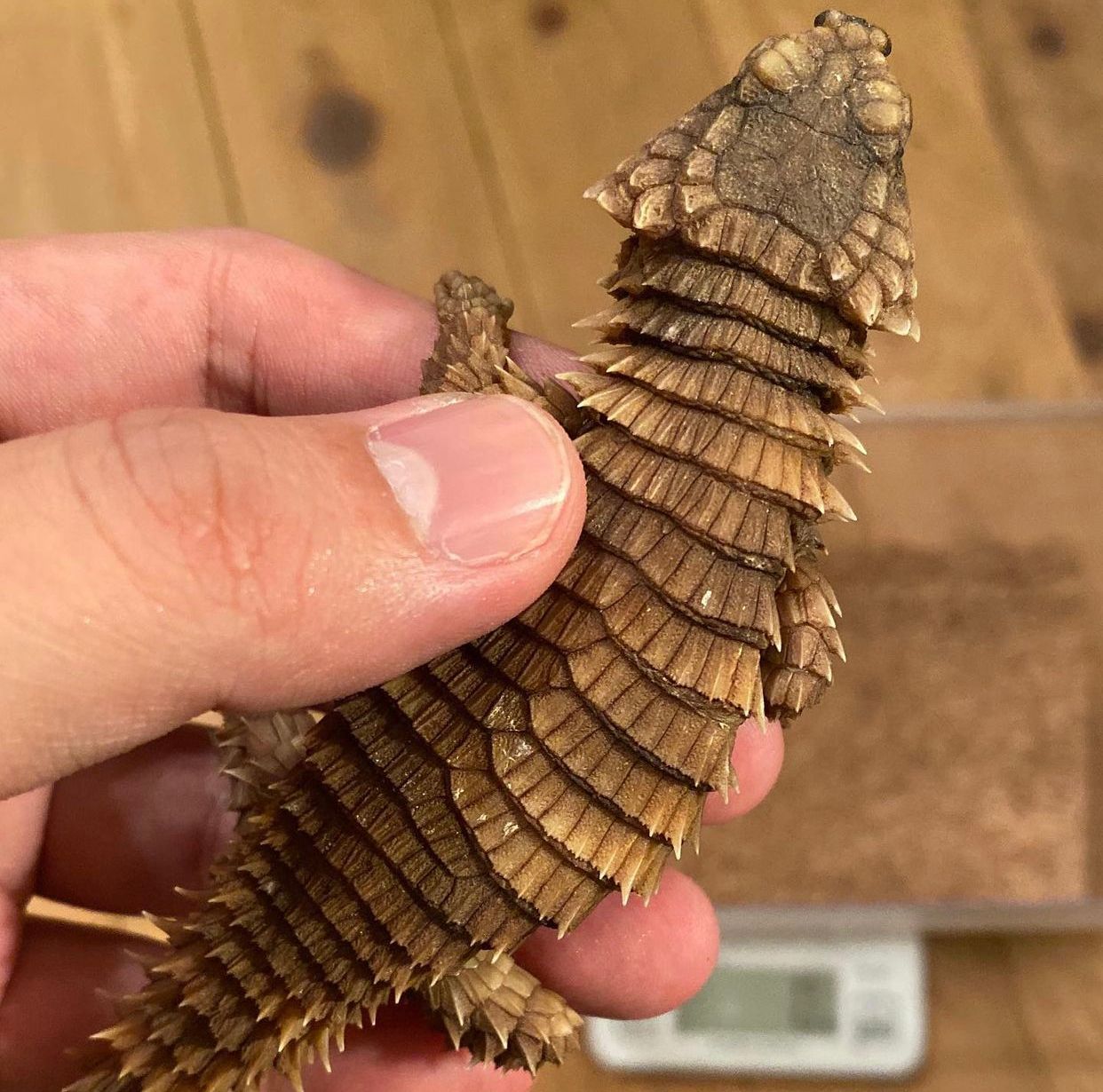 Girdled Armadillo Lizard