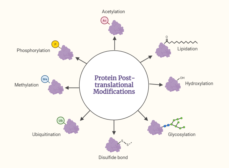 Post Translational Processing Rethink Biology Notes