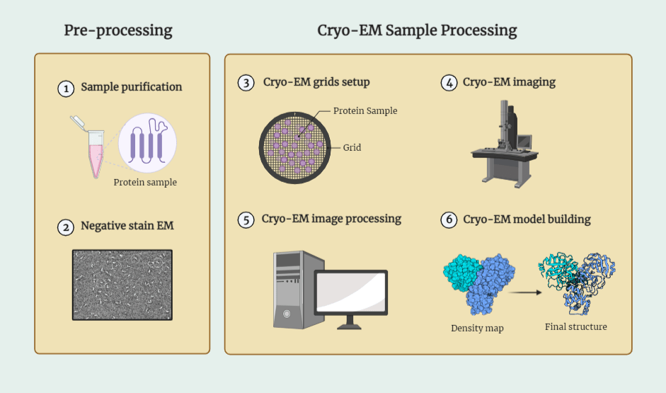 Cryo Electron Microscopy Cryo Em Rethink Biology Notes