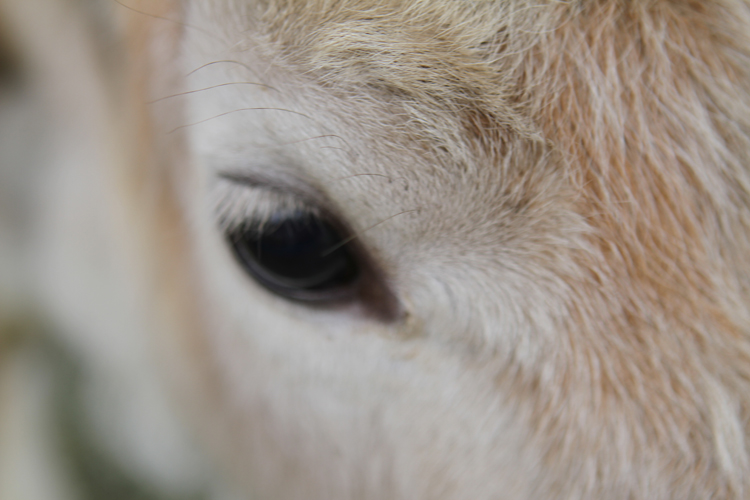 In Search Of A Name Shamanic Journey For Earthfires White Buffalo